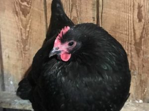 Selective Breeding in Backyard Flocks - Backyard Poultry